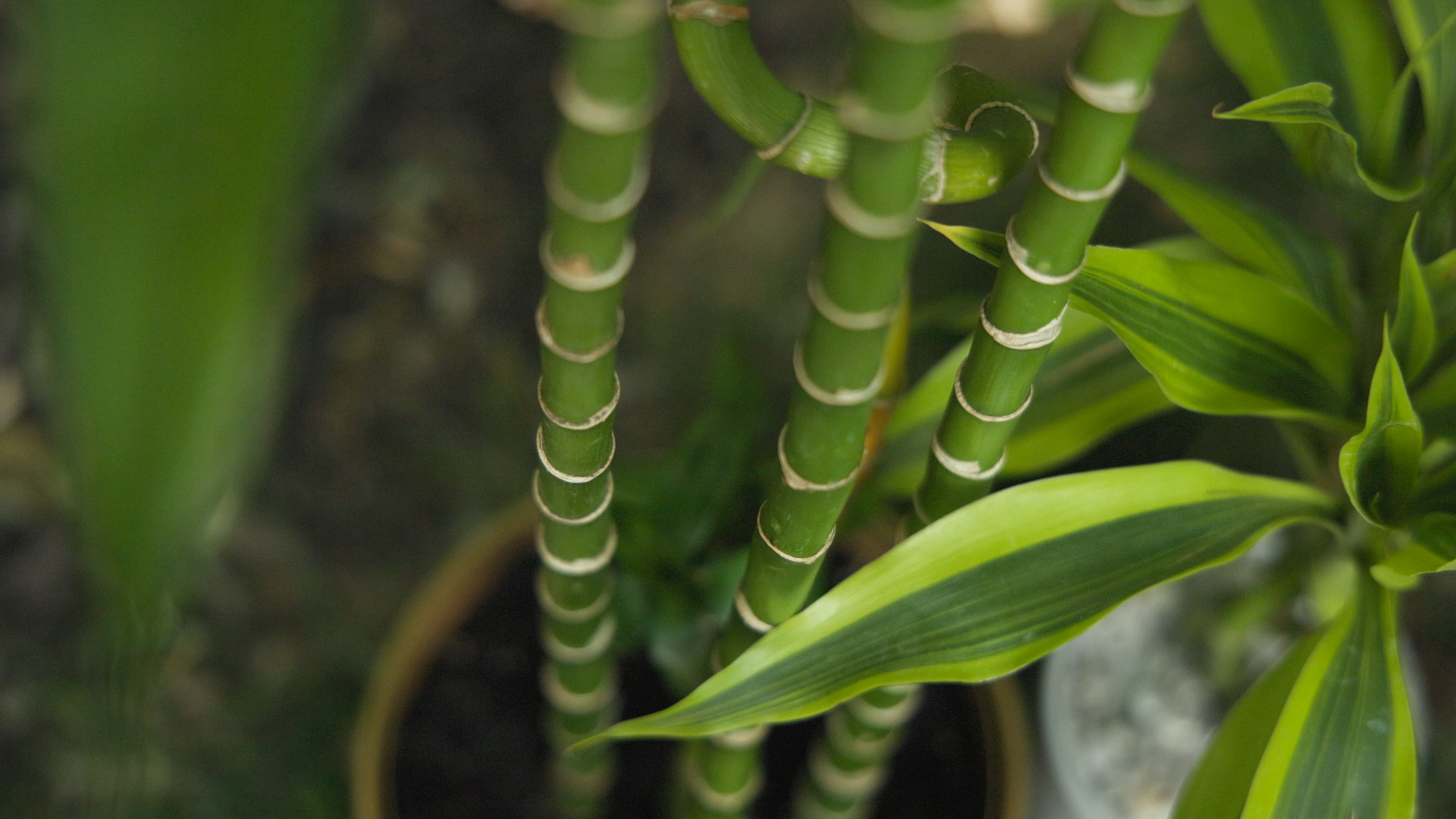 Prospect Like Bamboo: Never Give Up!